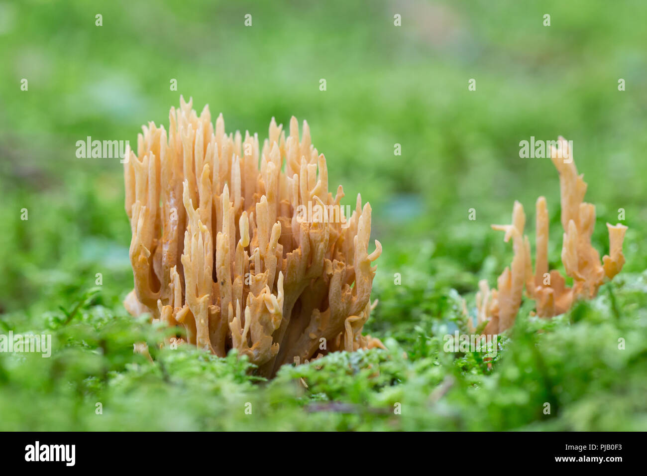 Coral fungi Banque de photographies et d’images à haute résolution - Alamy