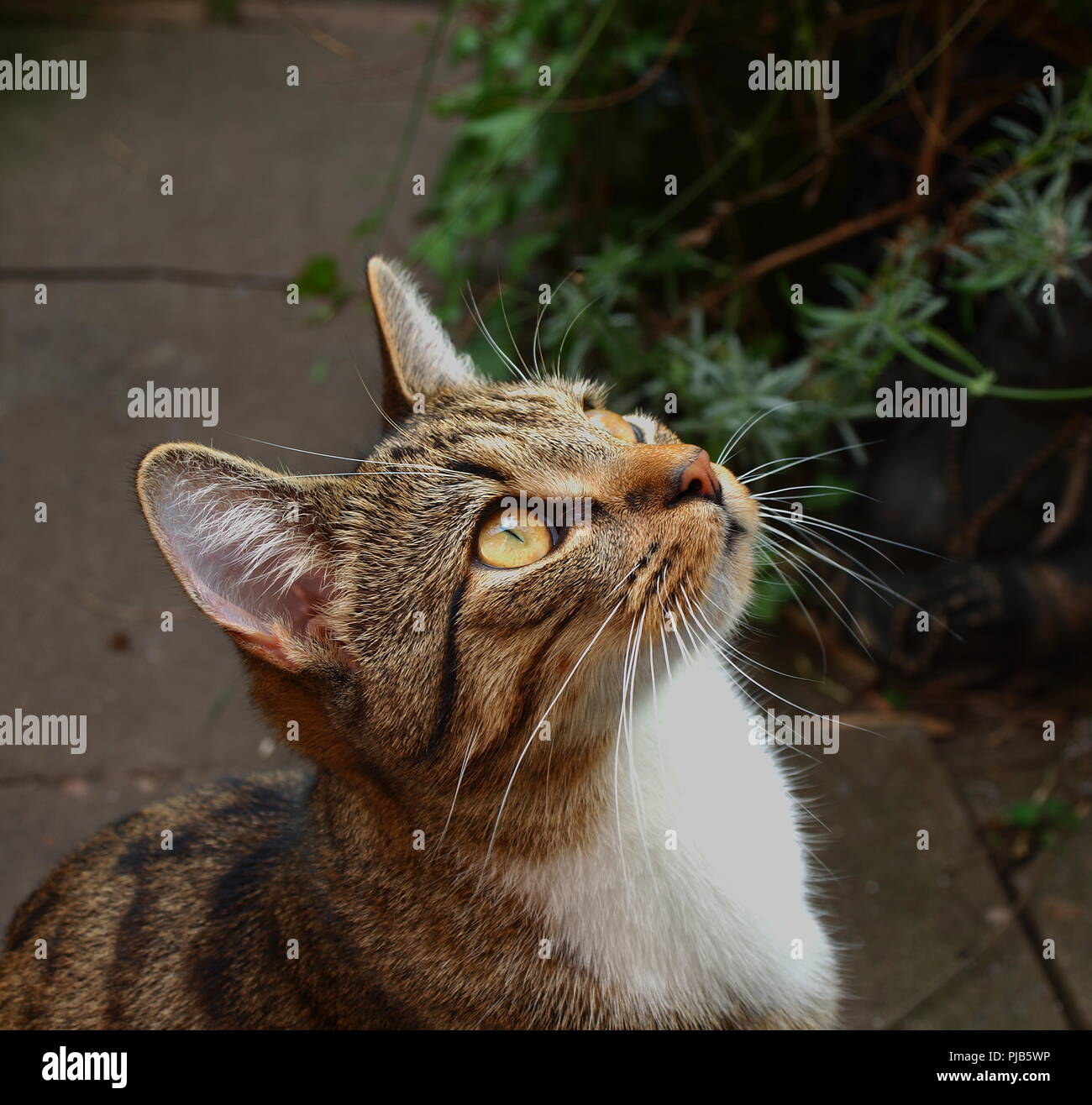 Bronze egyptian mau cat felis Banque de photographies et d’images à ...