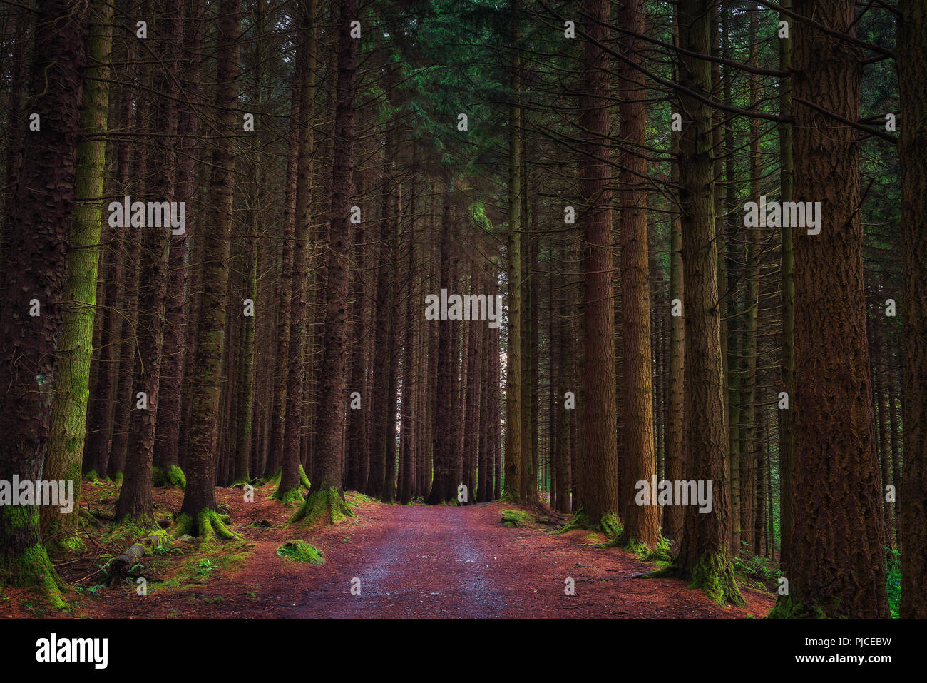 Chemin de terre dans la brousse Banque de photographies et d’images à ...