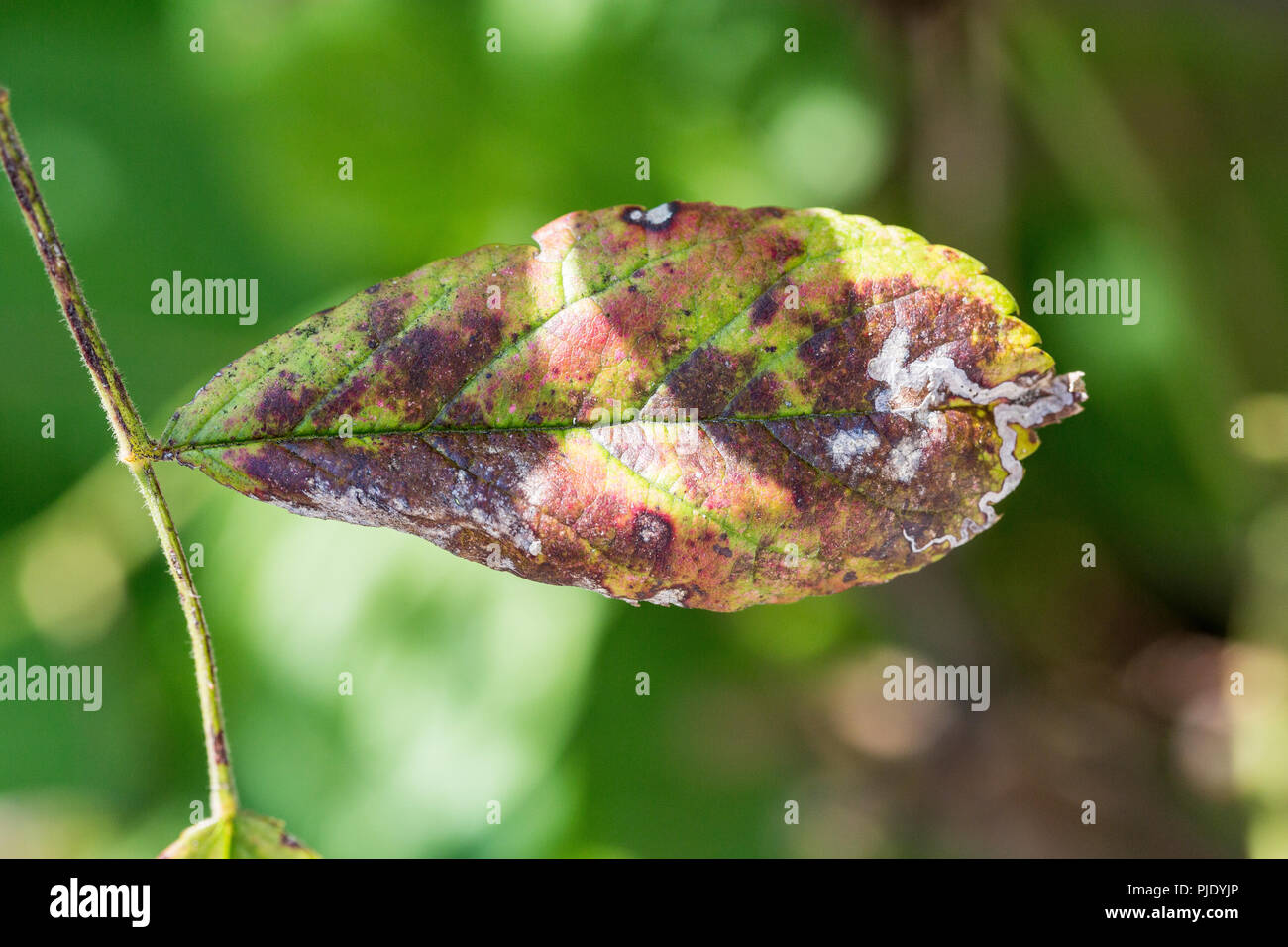 Rose chancre Banque de photographies et d’images à haute résolution - Alamy