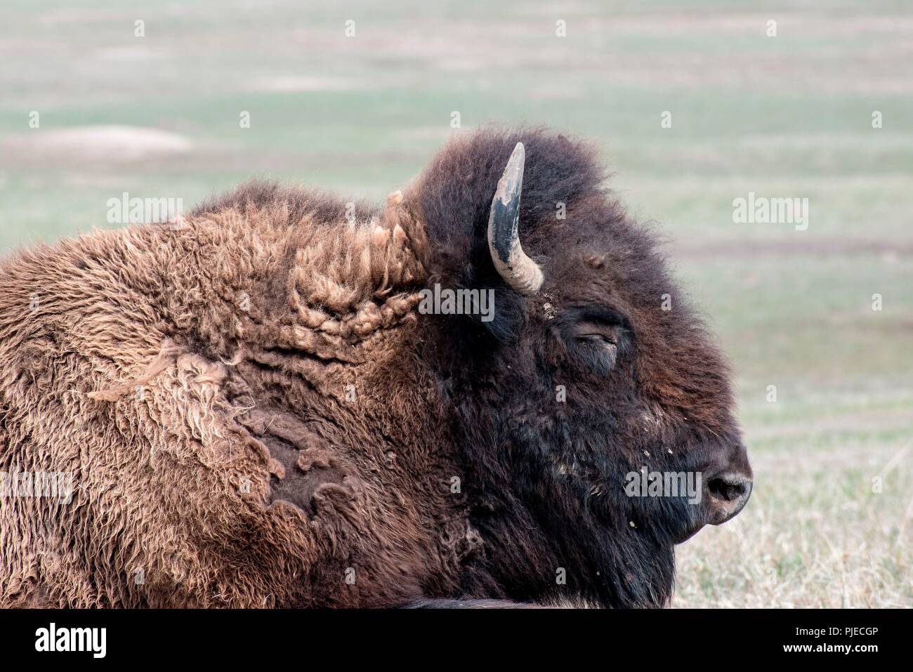 Animales terrestres para colorear Banque de photographies et d’images à ...