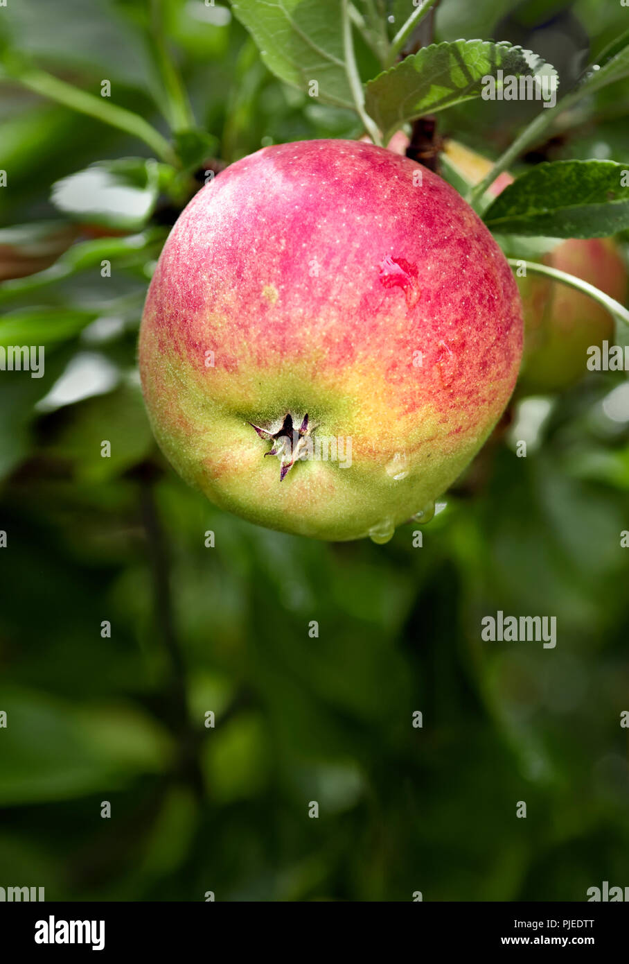 Faire pousser des pommes rouges Banque de photographies et d’images à ...