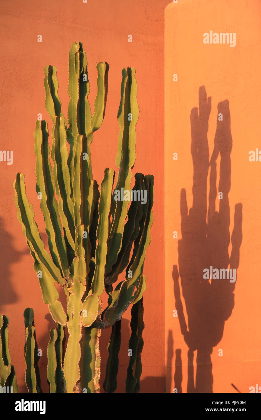 Cactus candelabre Banque de photographies et d’images à haute ...