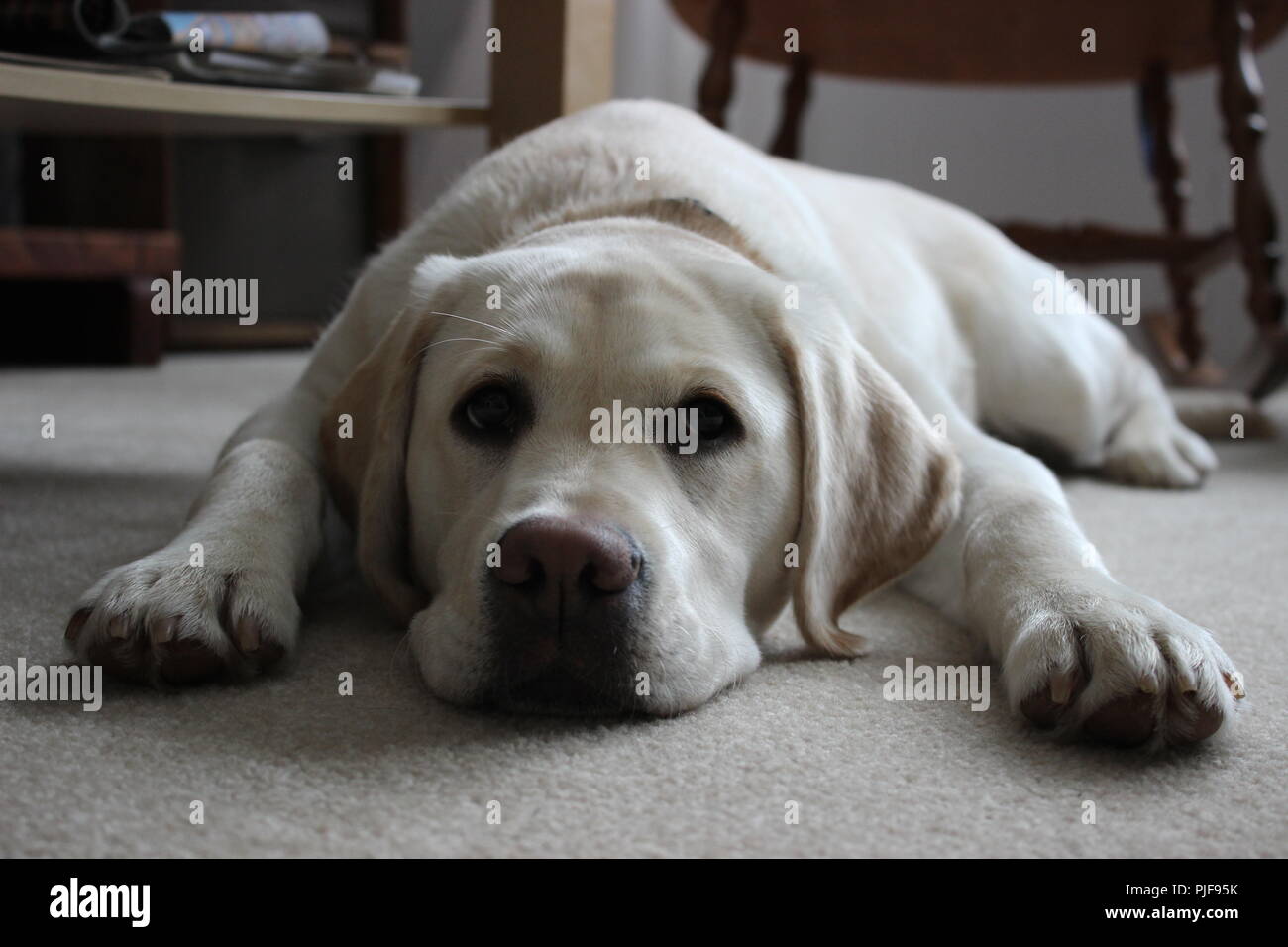 Bored labrador retriever Banque de photographies et d’images à haute ...