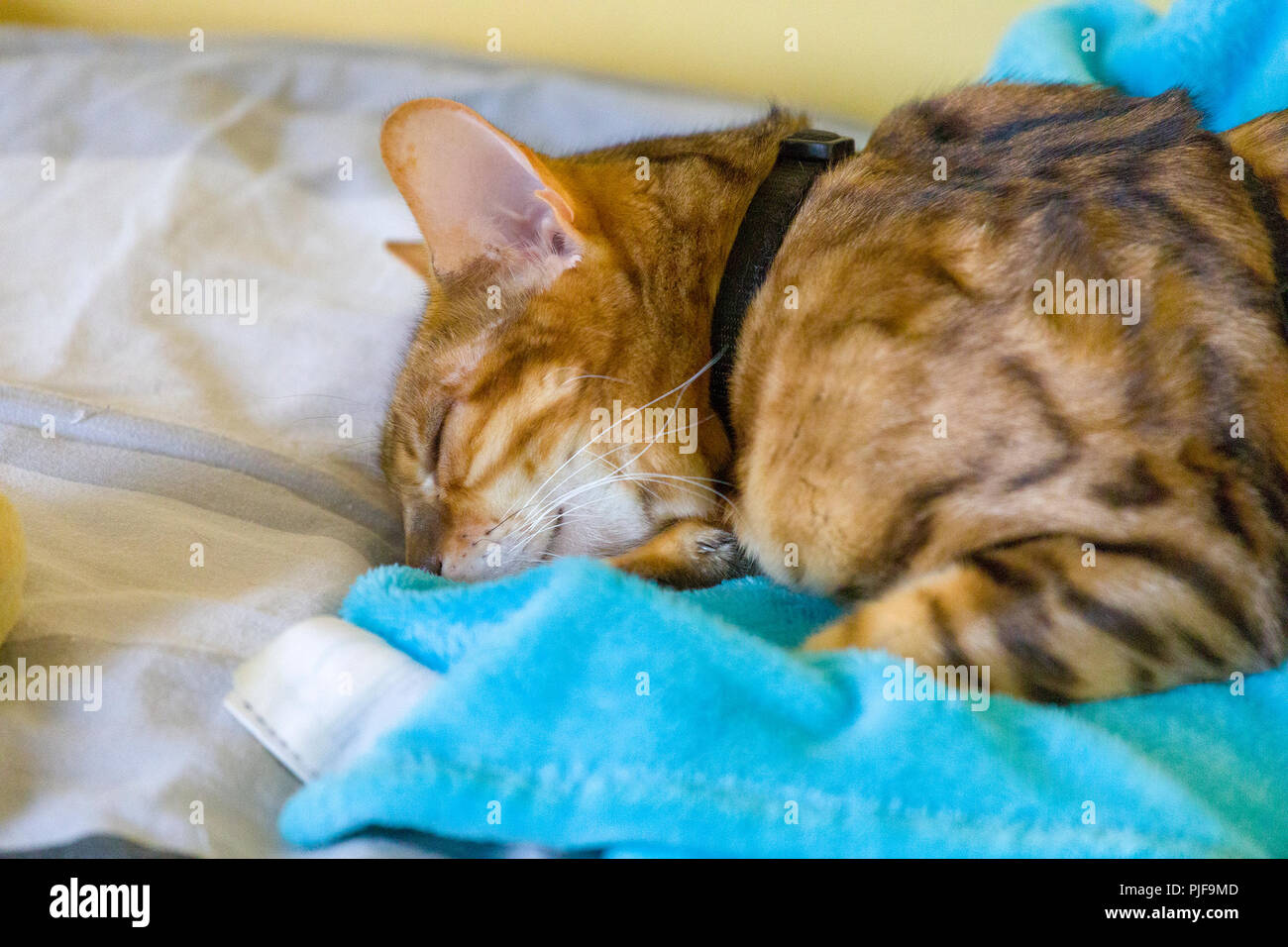 Chat qui dort sur le lit Banque de photographies et d’images à haute ...