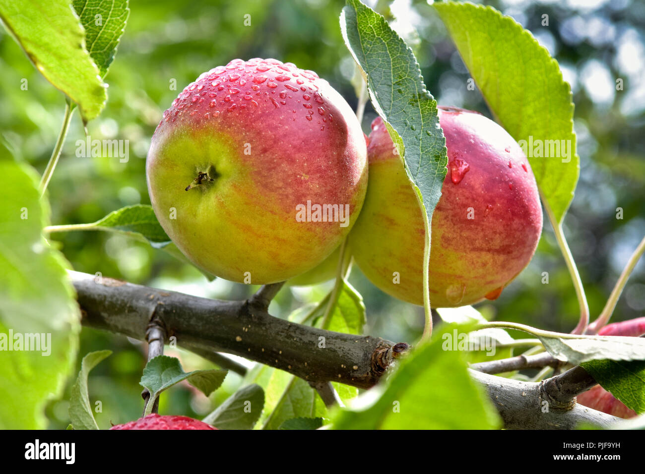 Pommes rouges poussant sur un arbre Banque de photographies et d’images ...