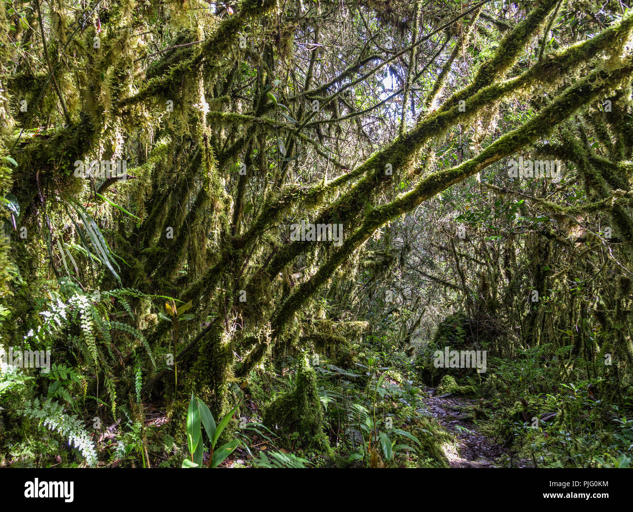 Arbres couverts de mousse verte dans la forêt de montagne du centre de ...