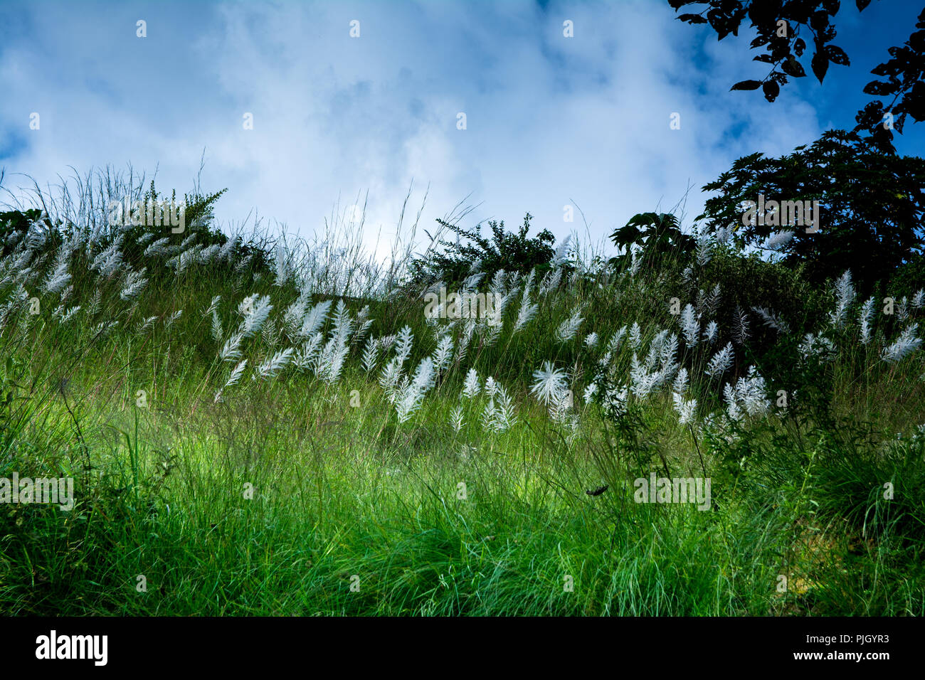 Herbe De La Pampa Sauvage Banque d'image et photos - Alamy