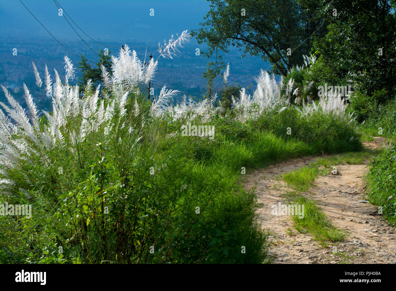 Pampas grass field Banque de photographies et d’images à haute ...