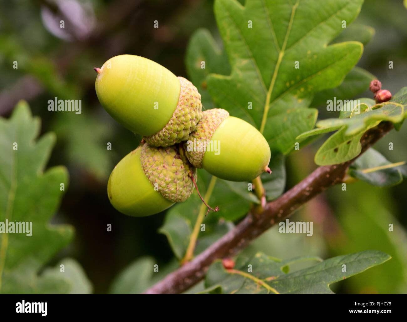 Glands sur l'arbre Banque de photographies et d’images à haute ...