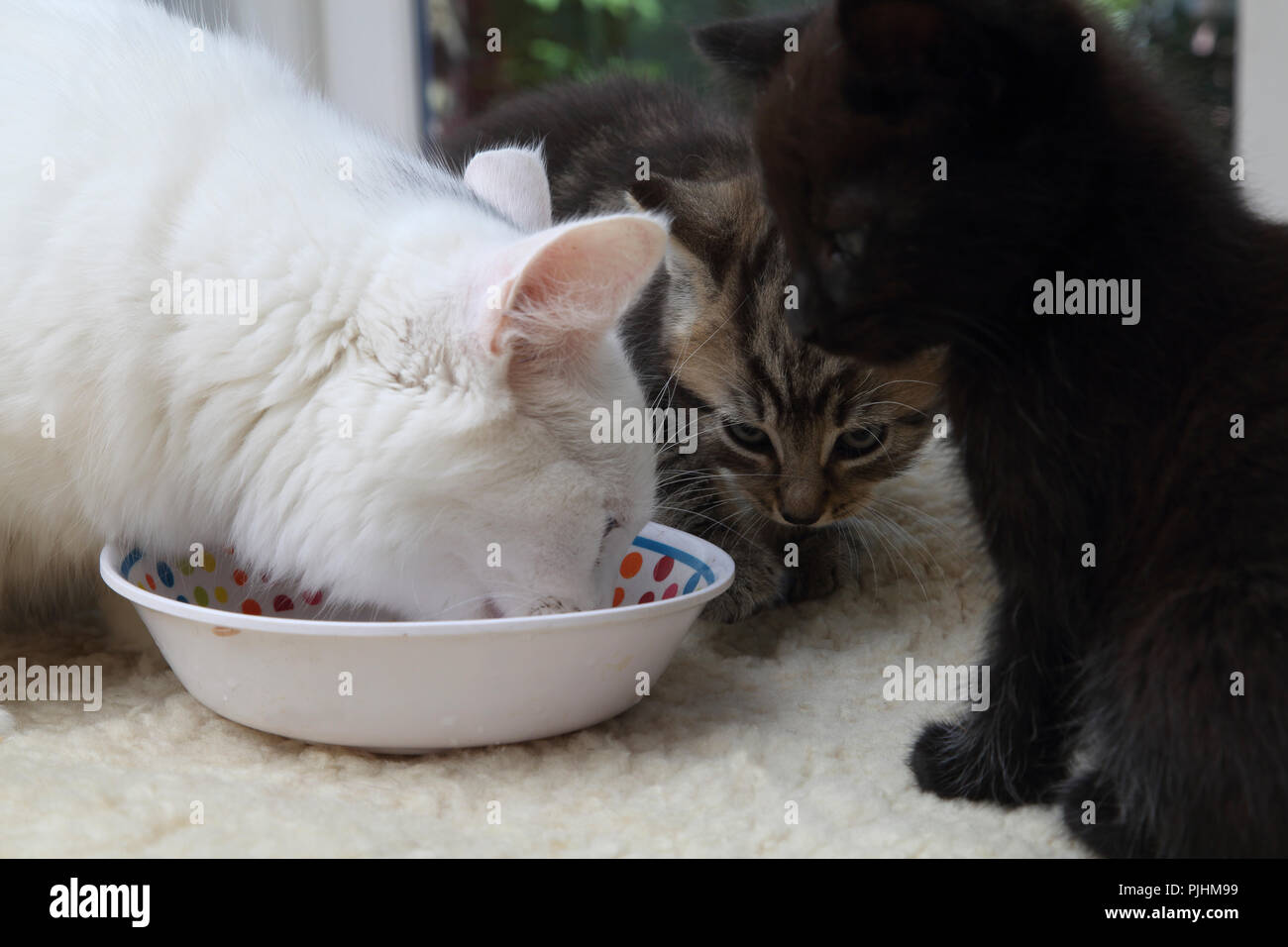 Angora turc noir chatons Banque de photographies et d’images à haute ...