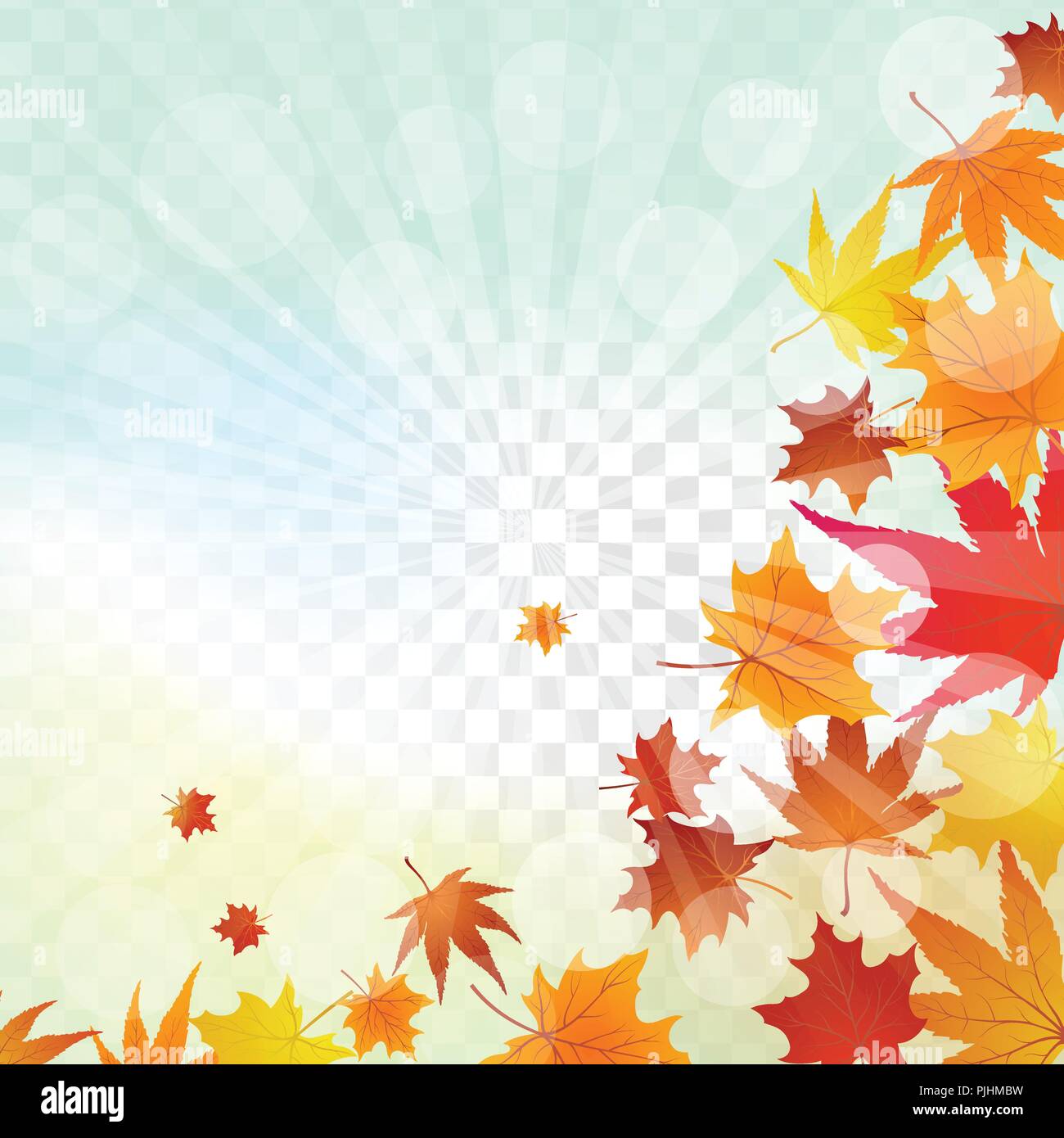 Cadre d'automne à la chute des feuilles d'érable sur la transparence ...