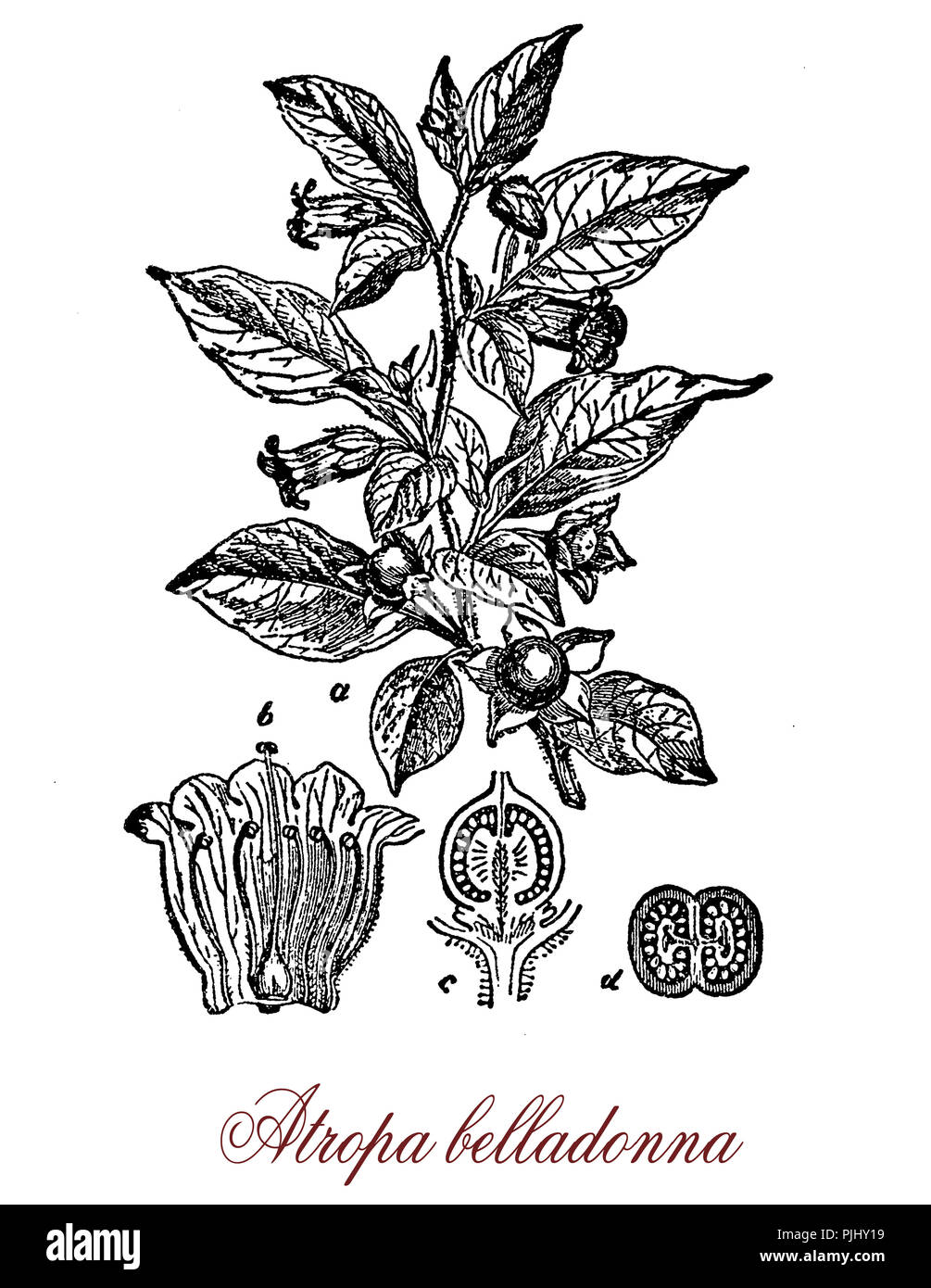 Gravure de vintage ou belladone belladone est une plante herbacée d'une ...