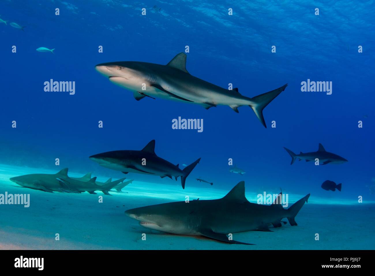 Un groupe de requins, surtout les requins gris de récif, et les requins ...
