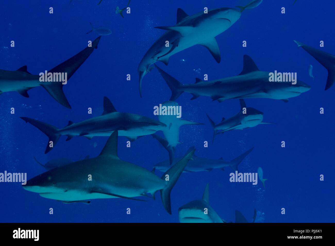 Un groupe de requins, surtout les requins gris de récif, et les requins ...