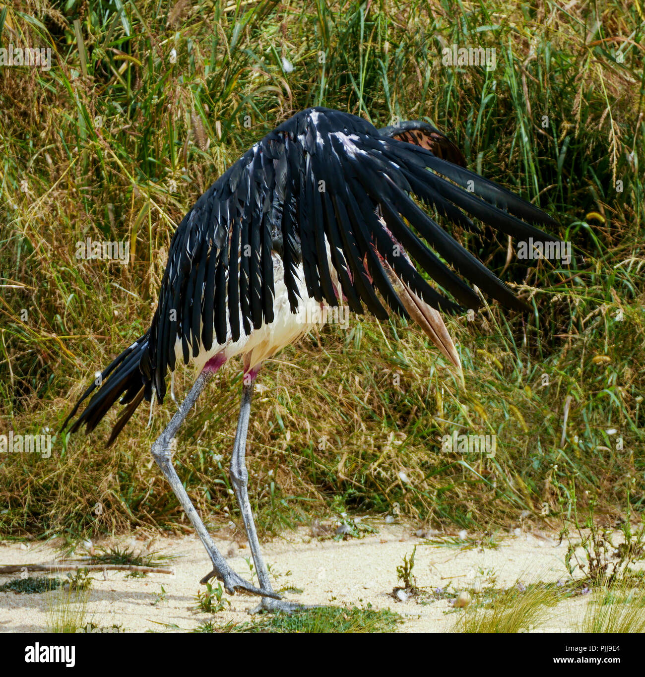 Marabout africain Banque de photographies et d’images à haute ...
