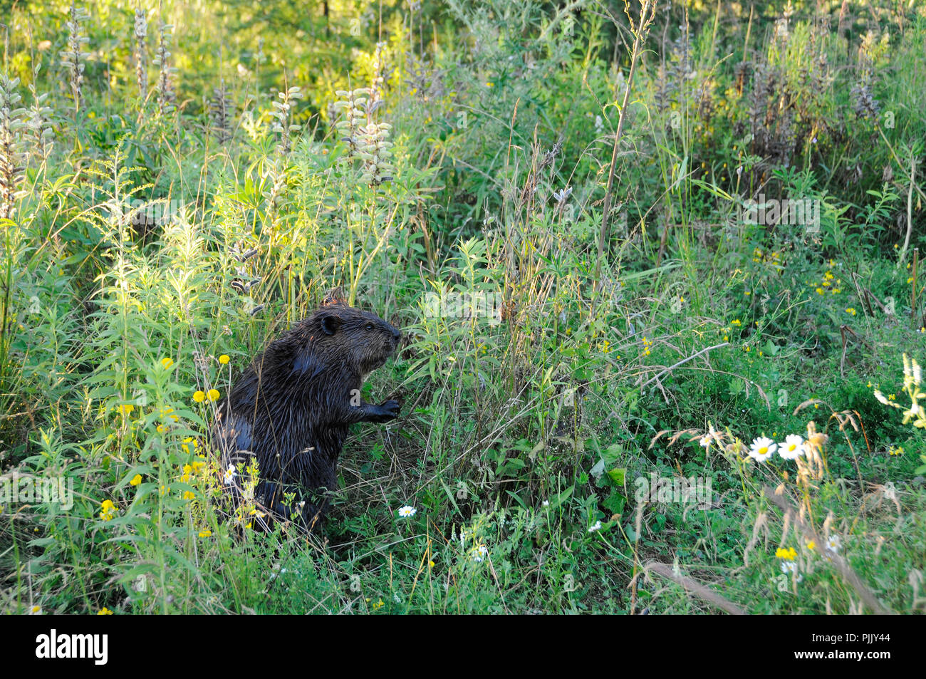 Animal castor close-up Vue de profil mange de l'herbe et de fleurs ...