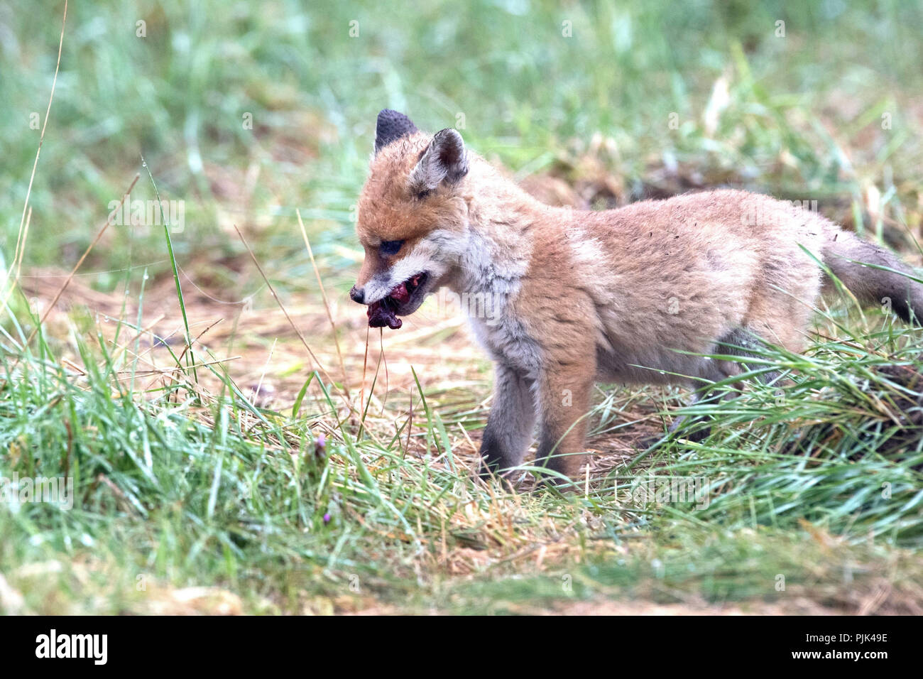 Jeune renard roux Banque de photographies et d’images à haute ...