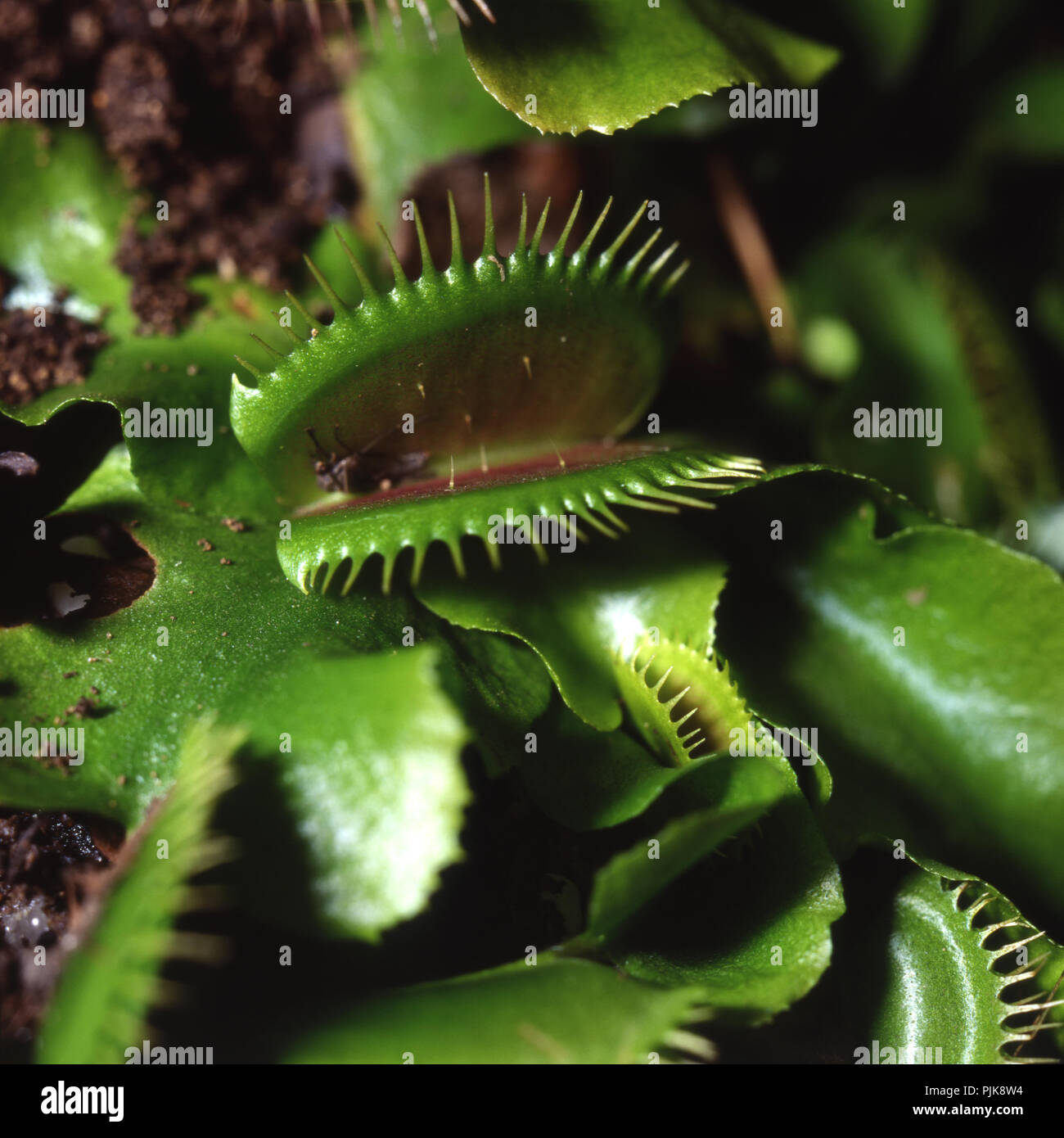 Une Plante Carnivore Banque d'image et photos - Alamy