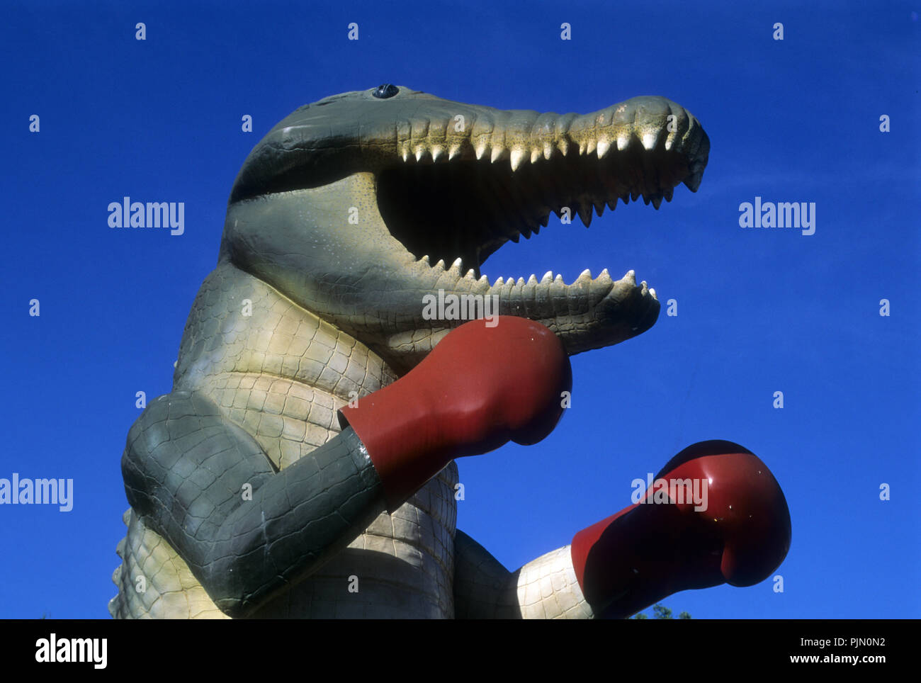 Crocodile de boxe Banque de photographies et d’images à haute ...