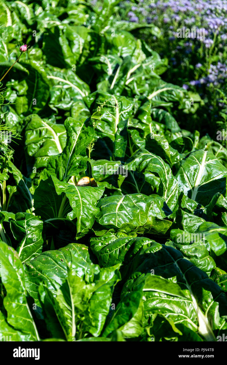 Une feuille de blettes Banque de photographies et d’images à haute ...