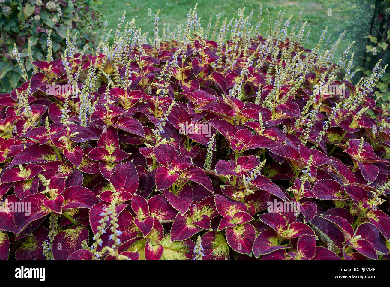 Solenostemon scutellaroides Banque de photographies et d’images à haute résolution - Alamy
