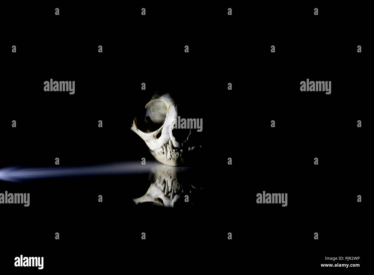 Anatomie chat crane Banque de photographies et d’images à haute ...