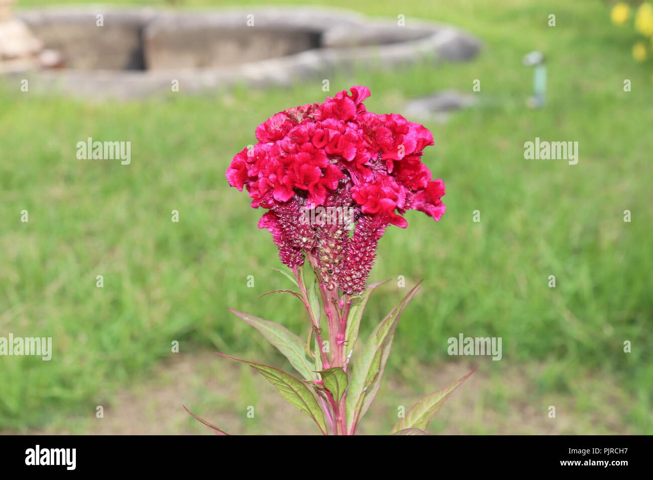 Laine de velours Banque de photographies et d’images à haute résolution ...
