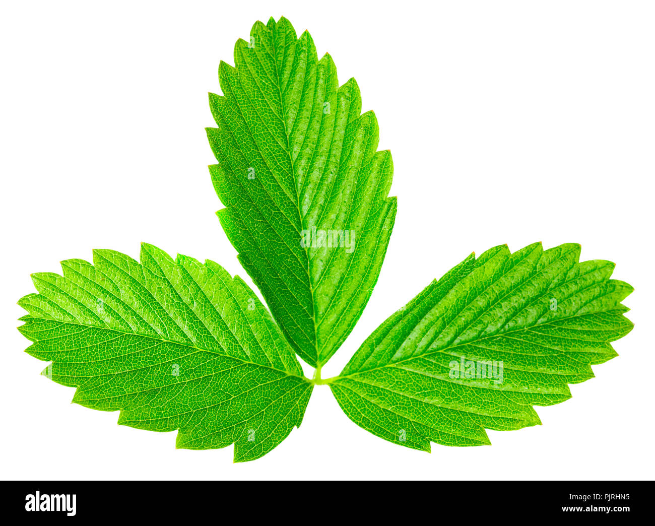 Feuilles De Fraise Banque d'image et photos - Alamy