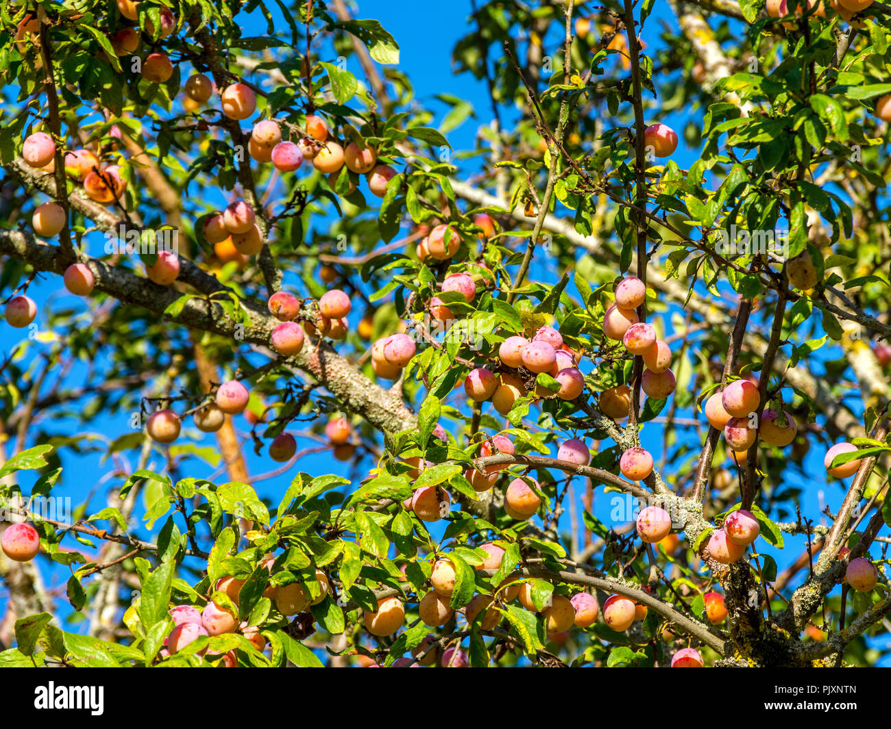 Mirabelle prune Banque de photographies et d’images à haute résolution ...