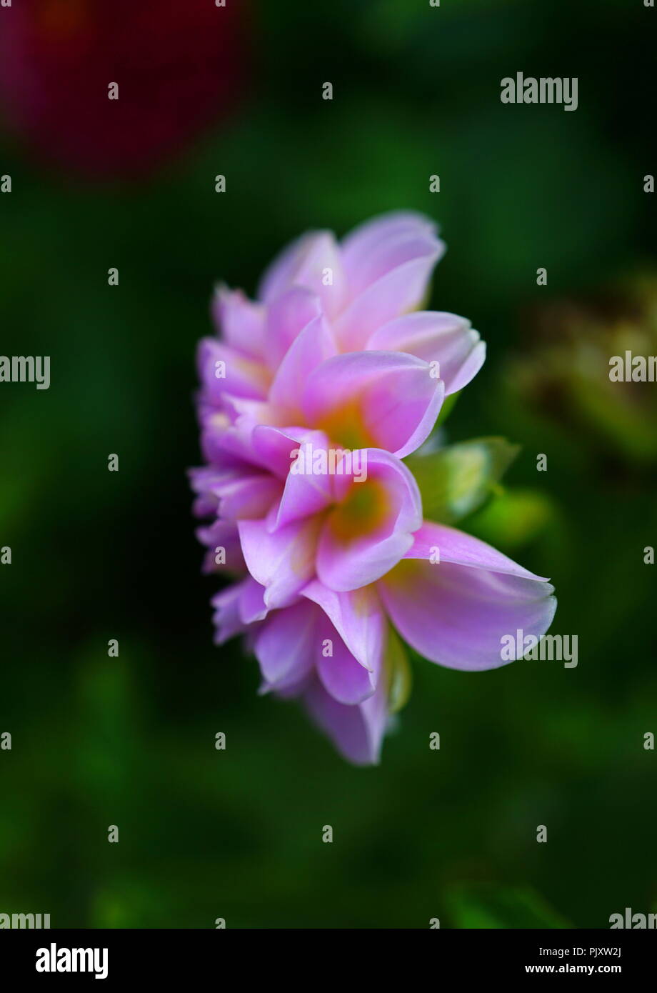 Fleurs tubulaires roses Banque de photographies et d’images à haute ...