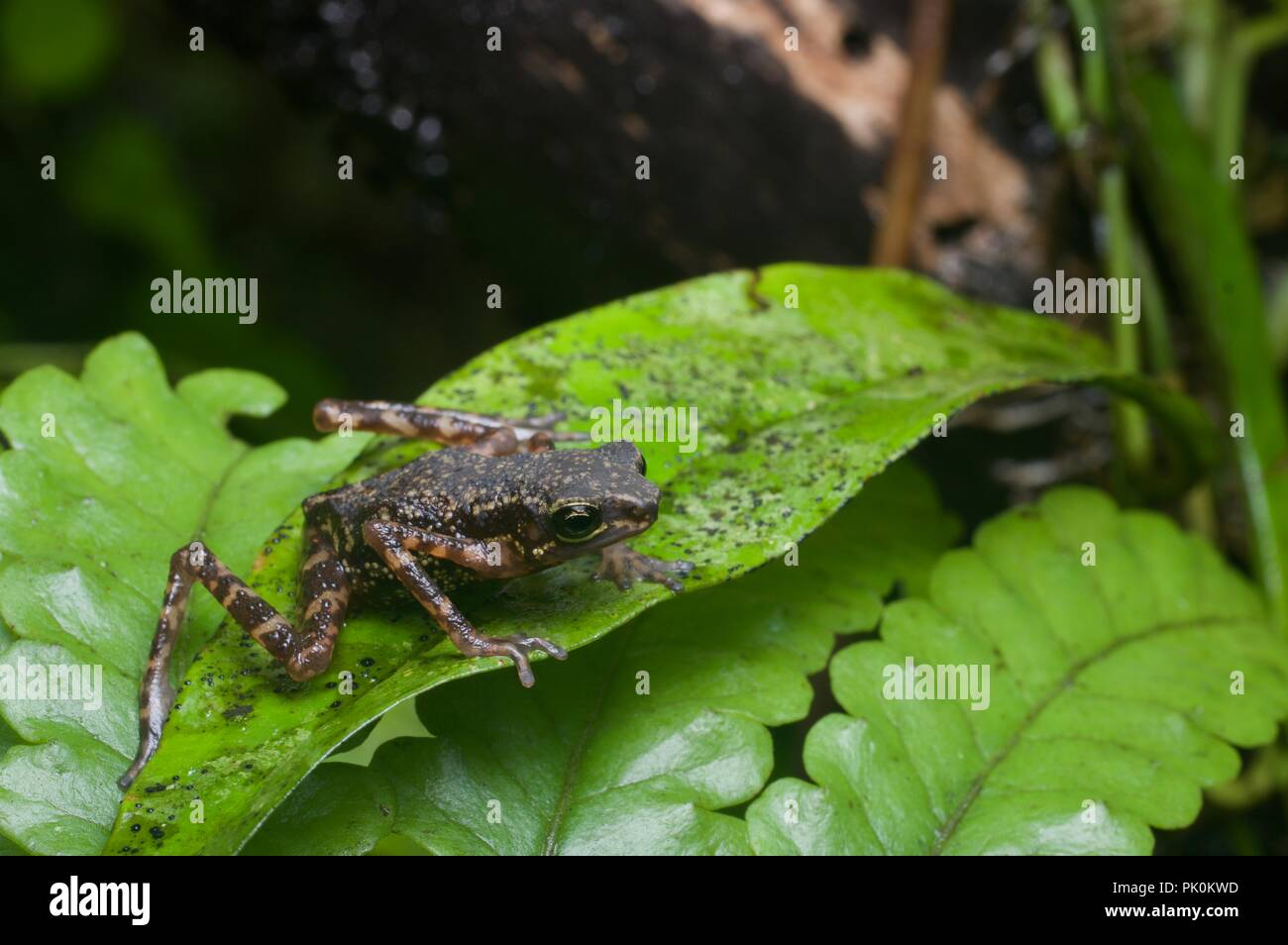 Sarawak gunung api Banque de photographies et d’images à haute ...