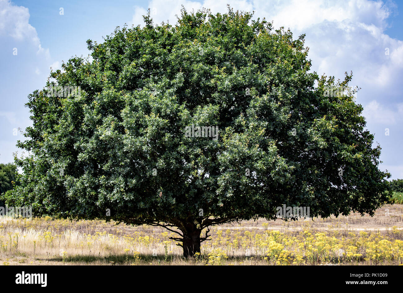 Mighty oak Banque de photographies et d’images à haute résolution - Alamy