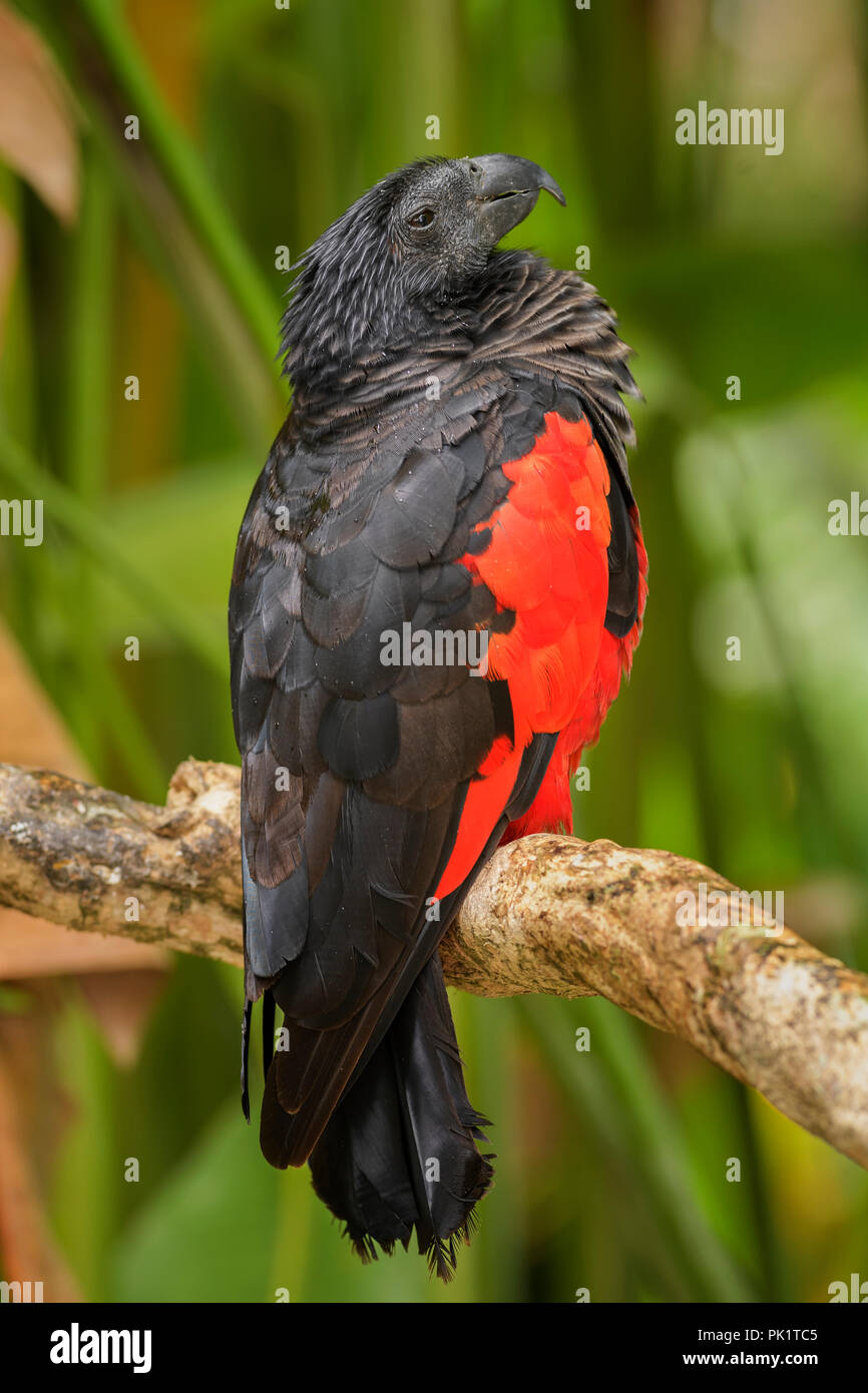 Perroquet rouge Banque de photographies et d’images à haute résolution ...