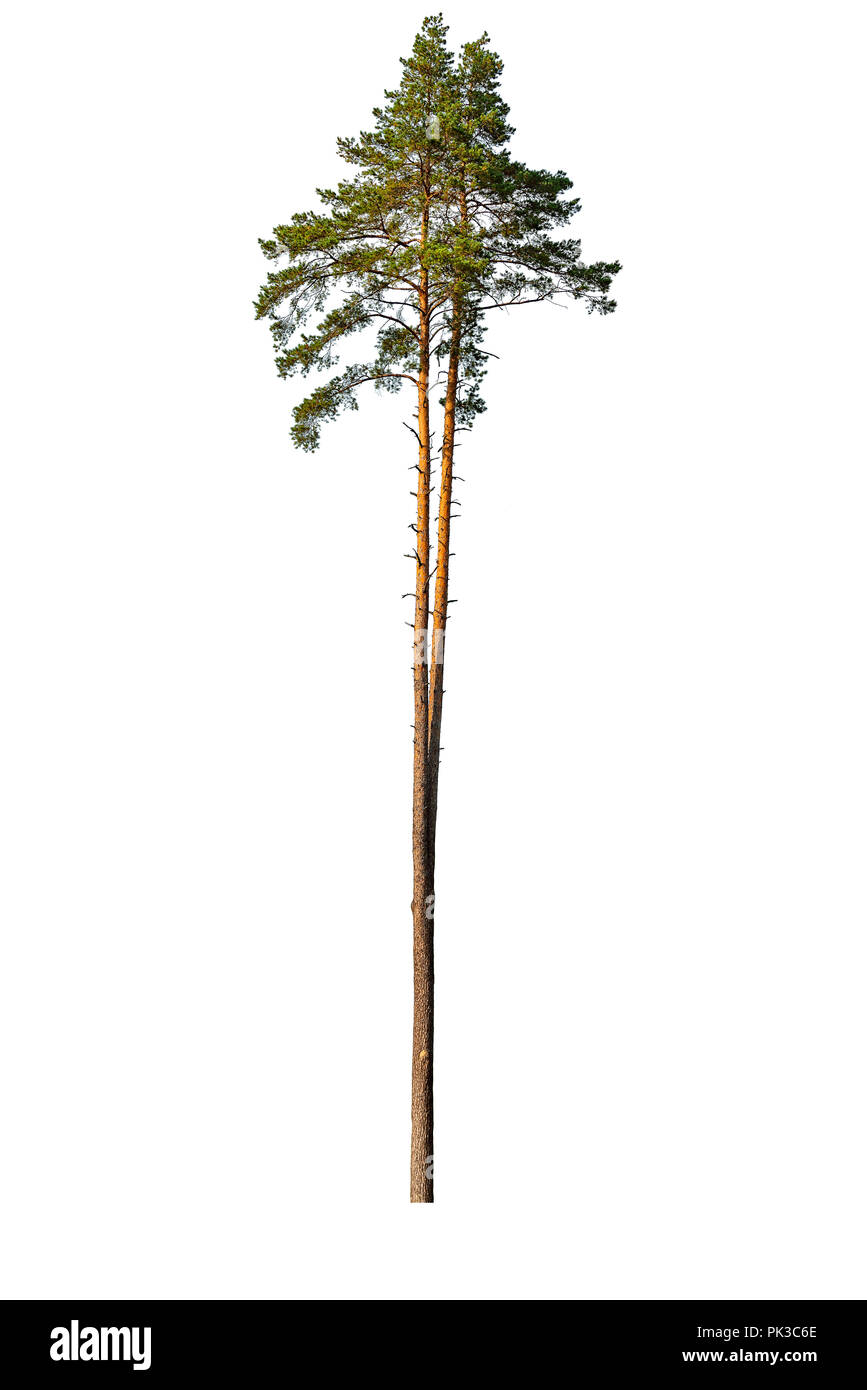 Pinaceae pinus branche d'arbre bois Banque de photographies et d’images ...