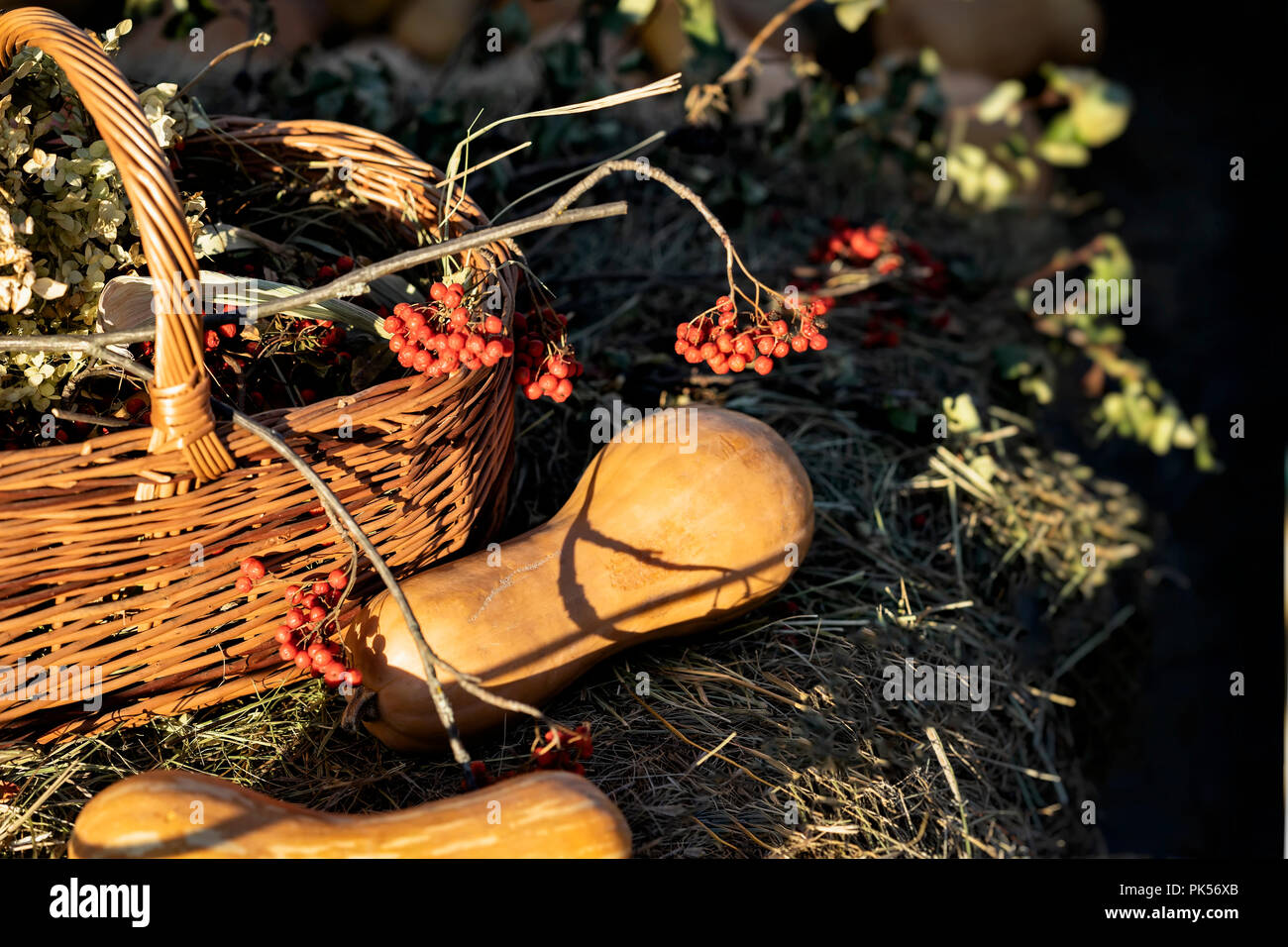 Courge cendrée Banque de photographies et d’images à haute résolution ...