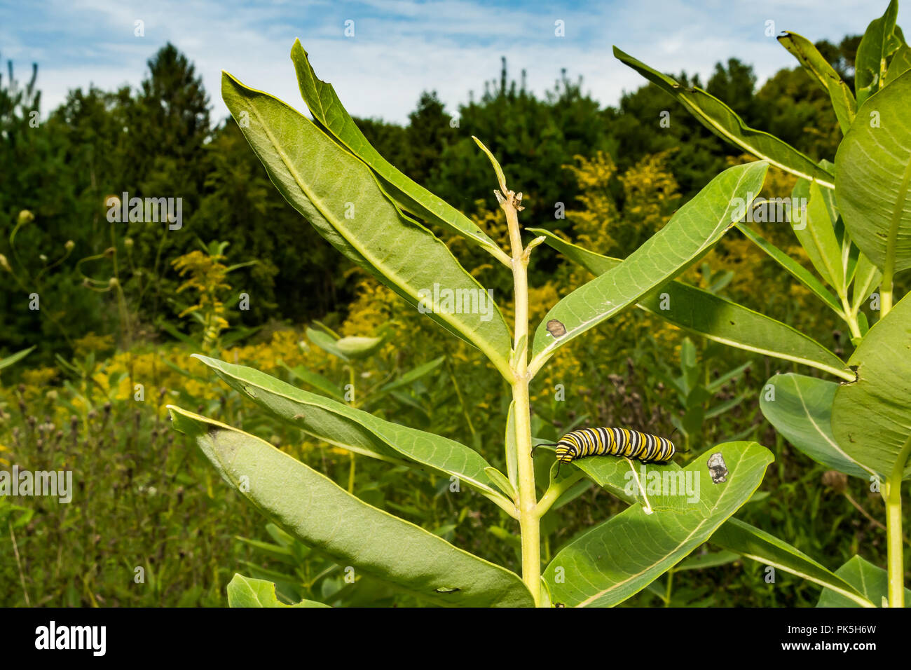 Chenille monarque Banque de photographies et d’images à haute ...