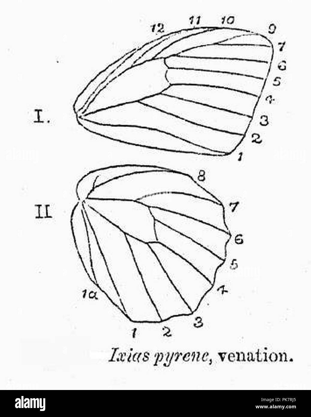 Ixias pyrène Banque de photographies et d’images à haute résolution - Alamy