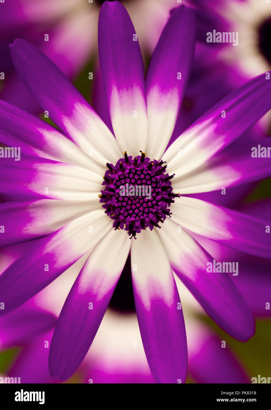 Pericallis plant senetti Banque de photographies et d’images à haute ...