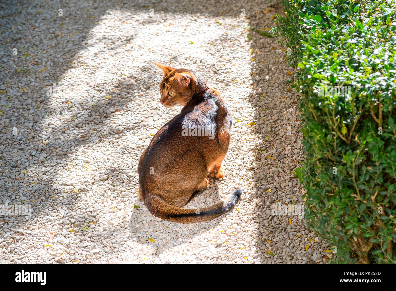 Chat exotique Banque de photographies et d’images à haute résolution ...