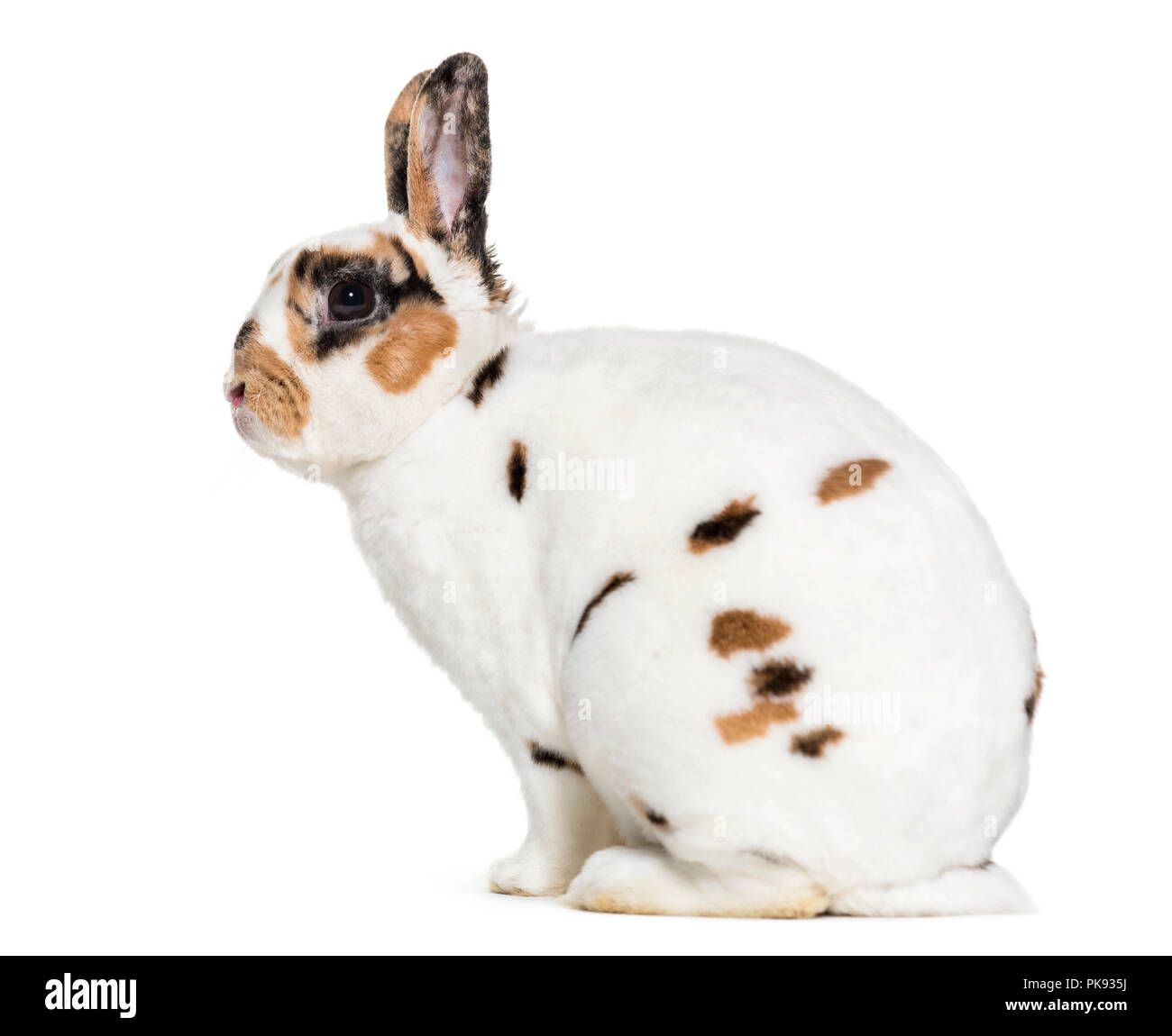 Lapin Domestique Rex Banque d'image et photos - Alamy