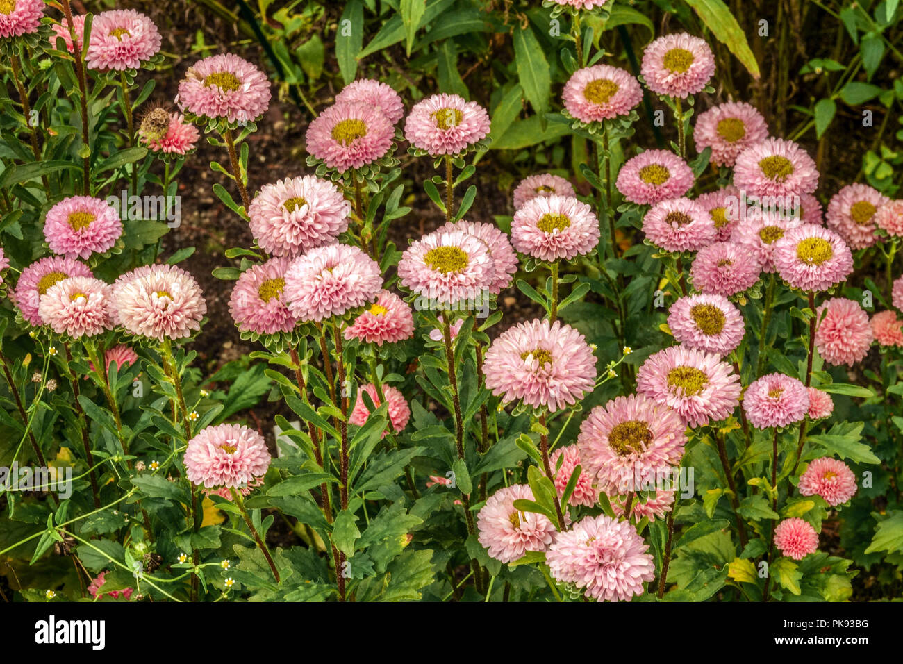 Aster matsumoto Banque de photographies et d’images à haute résolution ...