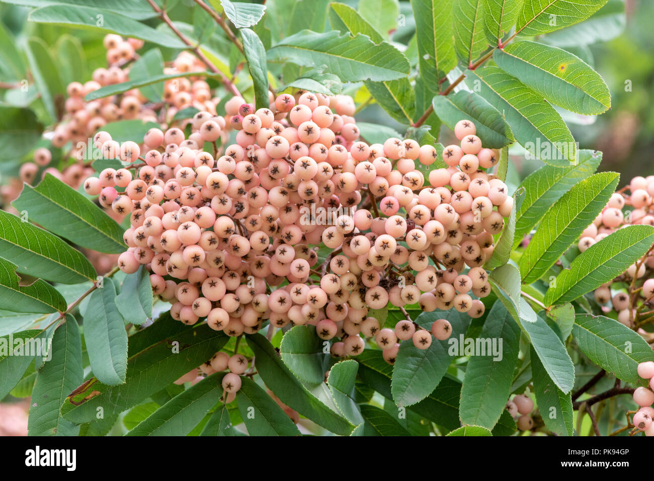 Arbre aux feuilles roses Banque de photographies et d’images à haute ...