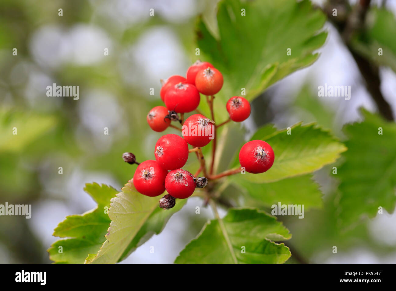 Arbre crataegus Banque de photographies et d’images à haute résolution ...