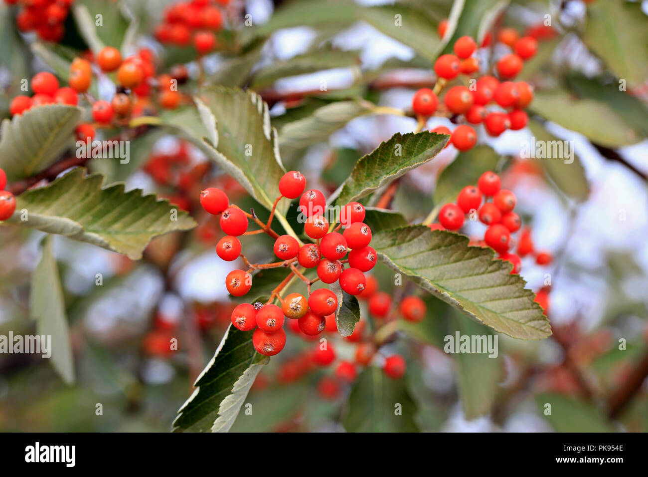 Fruit rouge dans un arbre Banque de photographies et d’images à haute ...