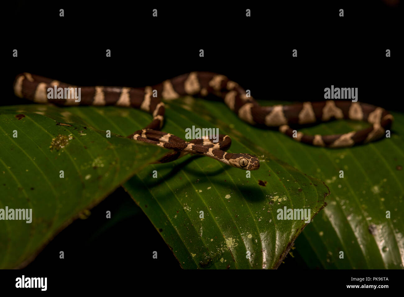 Une nuit sous les tropiques Banque de photographies et d’images à haute ...