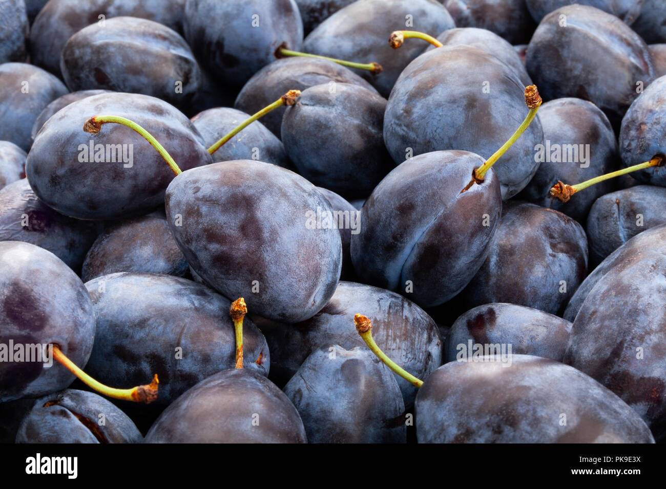 Prune bleue Banque de photographies et d’images à haute résolution - Alamy