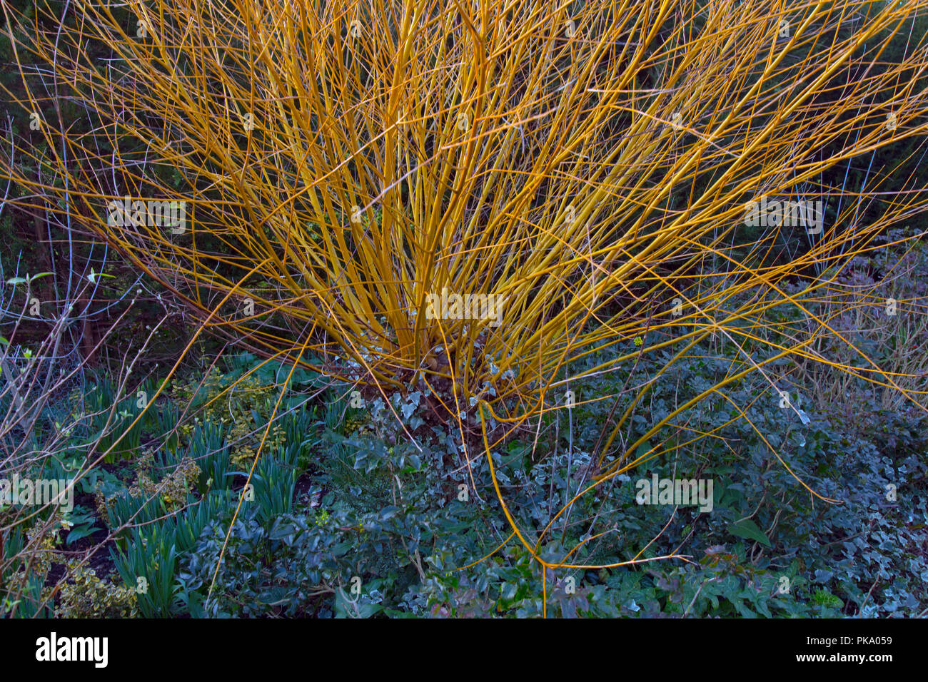 Cornus stolonifera flaviramea Banque de photographies et d’images à ...