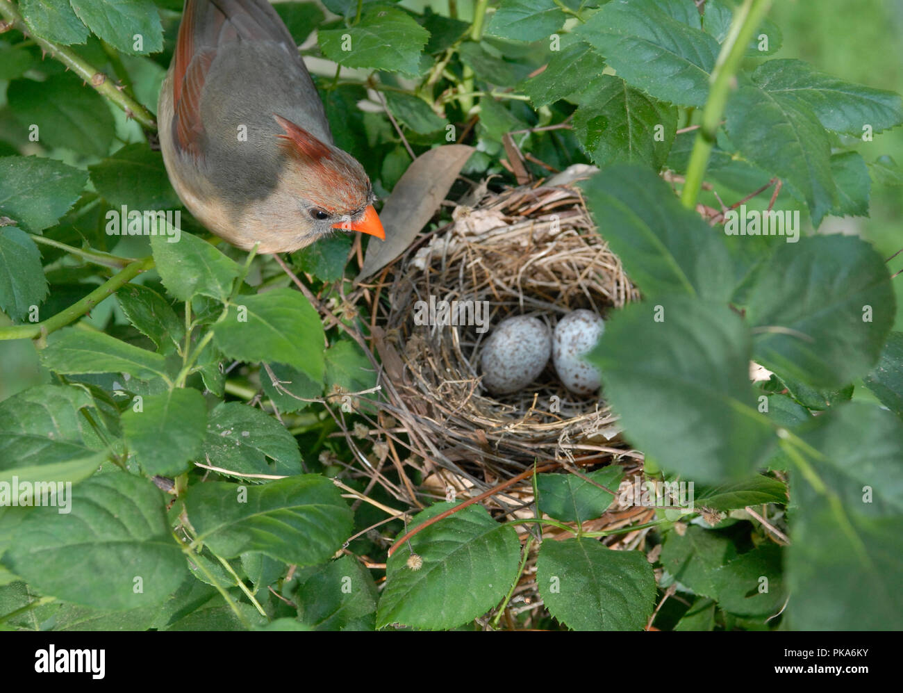 Nid cardinal nord avec oeufs Banque de photographies et d’images à ...