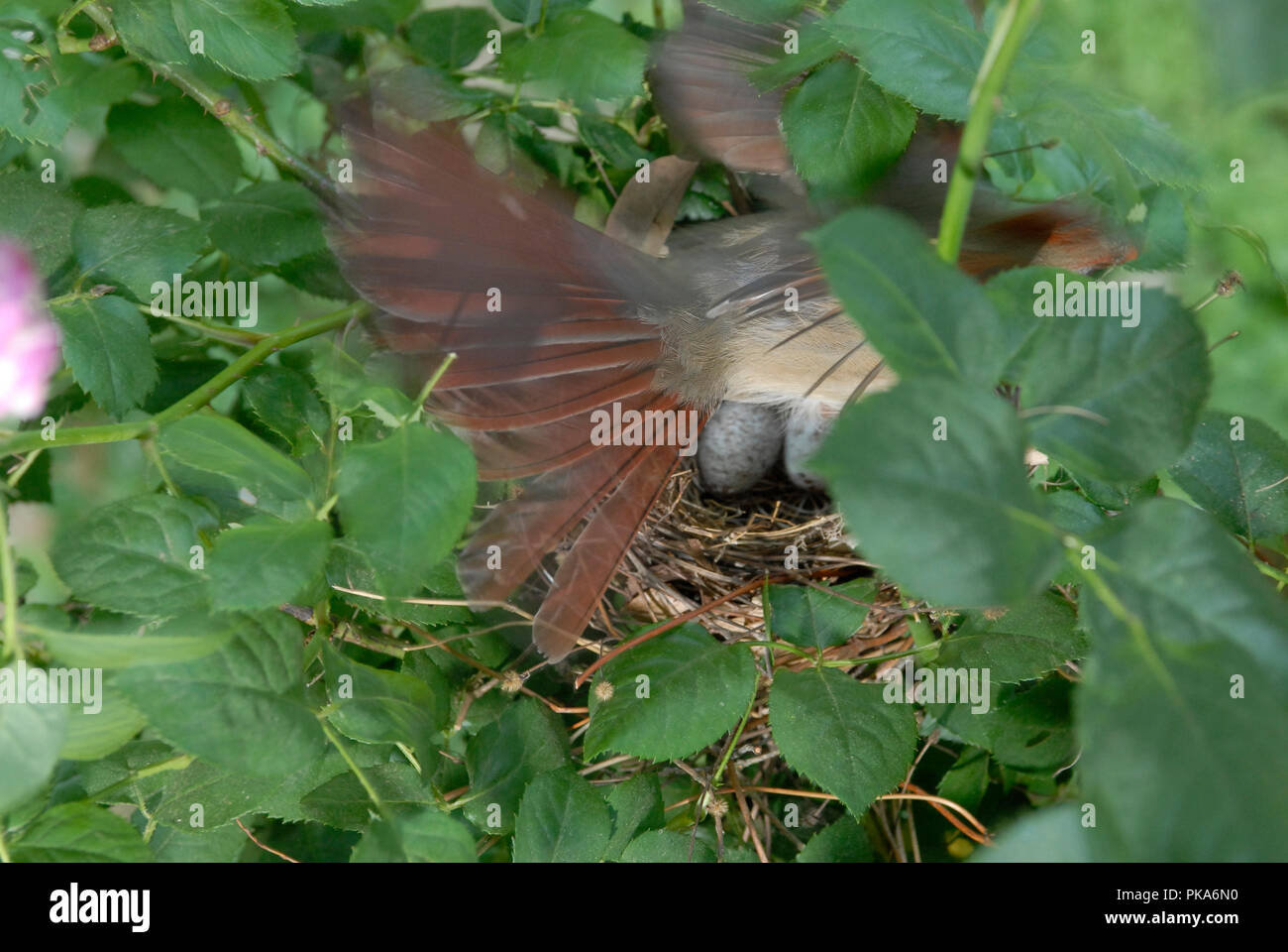 Nid cardinal nord avec oeufs Banque de photographies et d’images à ...
